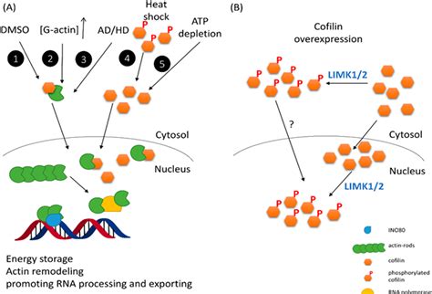 Figure 1 From The Actin Depolymerizing Factor ADF Cofilin Signaling