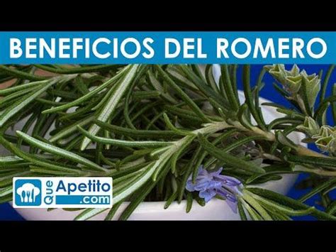 8 Propiedades Y Beneficios Del Romero QueApetito YouTube
