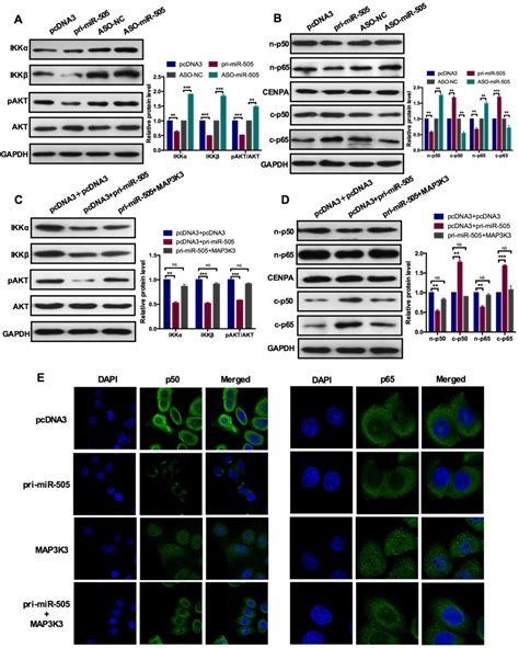 MiR505 Inhibits Cell Growth And EMT By Targeting MAP3K3 Through The