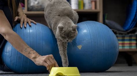 Kediler spor yapar mı demeyin Obez kedi Şiraz egzersiz ve diyetle 6