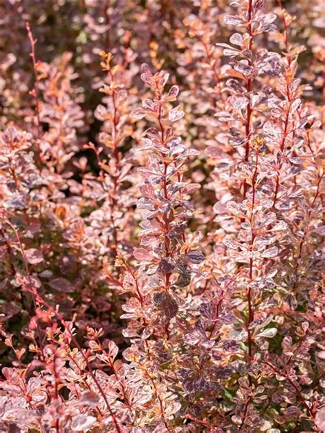 Berberis Thunbergii Inspiratin Berberitze Inspiration Baumschule