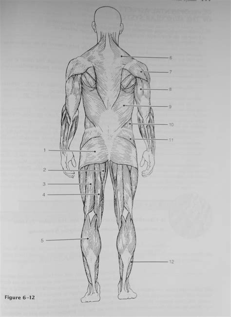 Muscular System Posterior View Torso Region Diagram Quizlet
