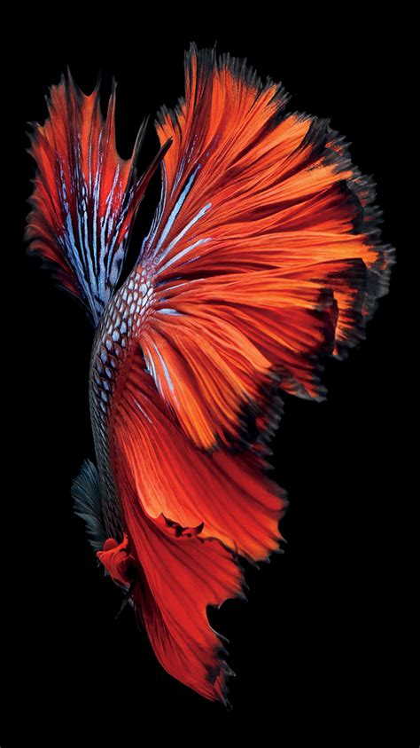 Iphone S Wallpaper Homecare