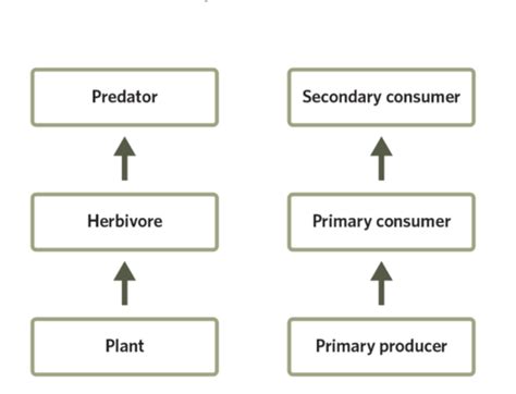 Chapter Ecology Flashcards Quizlet