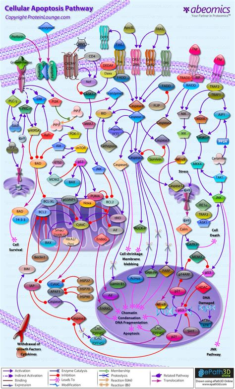 Apoptosis Pathway