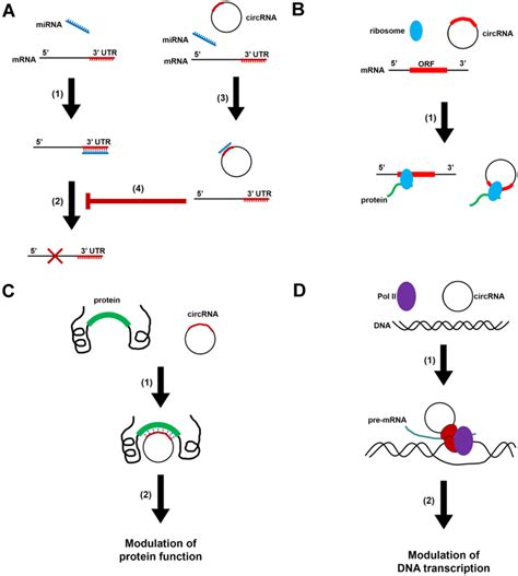 Biological Functions Of CircRNA A CircRNAs Act As Sponges To Arrest