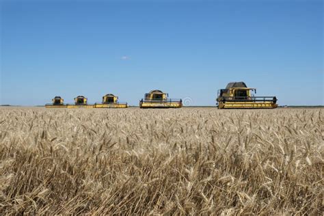 New Holland Combine In Wheat Field Ready To Work Harvest In Summer