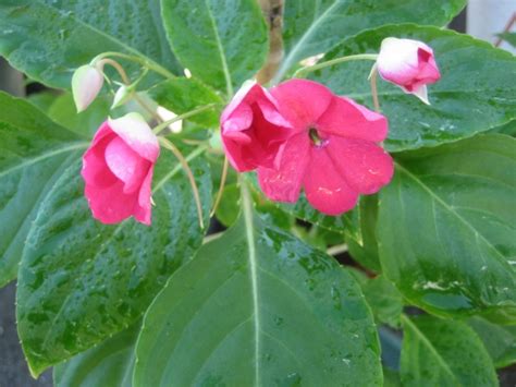 Répandre l impatiens goutte de sang la mise en place Page 4