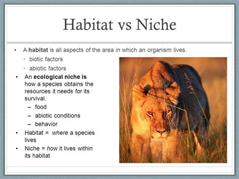 Habitat And Niche Examples