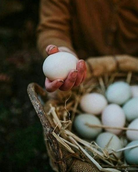 Pin by Gauloise Réfractaire on C A M P A G N E Homesteading Farm