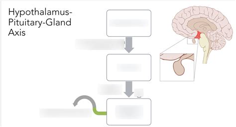 HPG Axis Diagram Quizlet