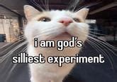 Silly Cats Know Your Meme