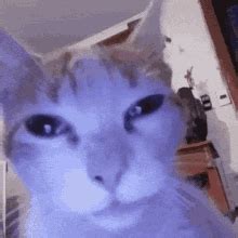 Cat Cat Discover Share Gifs