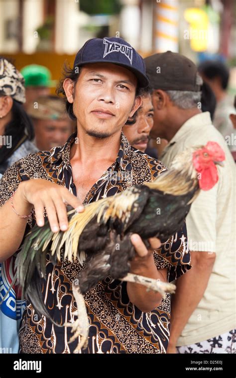 BALI JANUARY 20 Cock Fighting Contest In Bali On January 20 2012 In