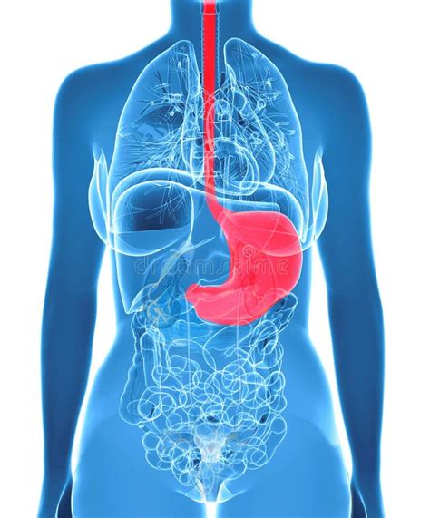 Anatomy Of The Female Abdomen