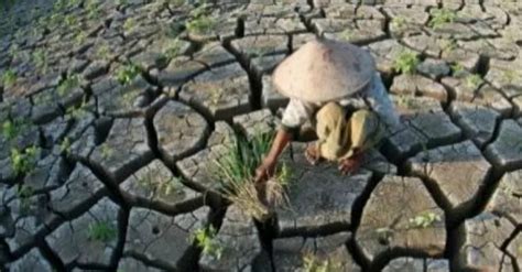 Muncul Lagi El Nino Lemah Picu Musim Kemarau Yang Lebih Kering