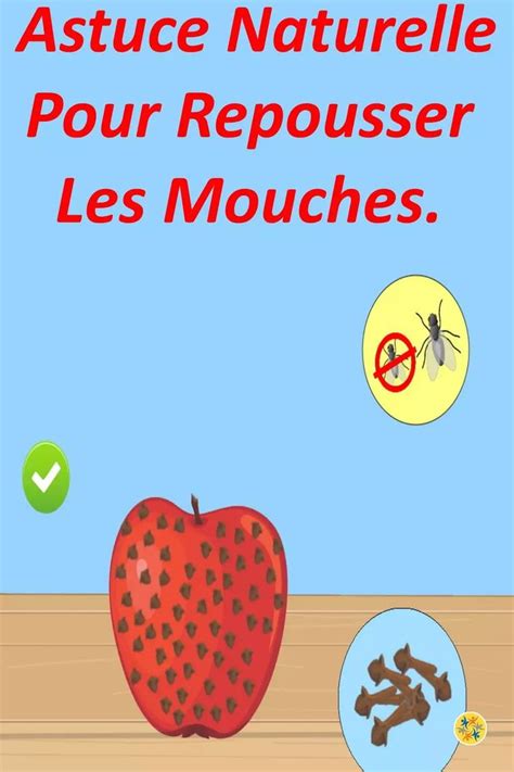 Maison Sans Mouches Une Astuce Efficace Et Naturelle Mouches