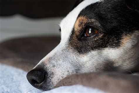 Jack Russell Terrier charakterystyka opis żywienie i cena Fajne