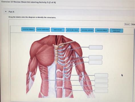 Solved Exercise 13 Review Sheet Art Labeling Activity 5 2 Chegg