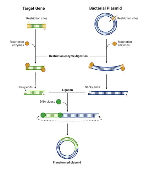 Cloning Aat Bioquest