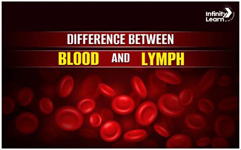 Difference Between Blood And Lymph Definition Composition Function