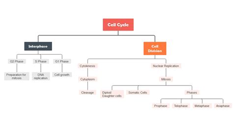 Cell Cycle Concept Map Mitosis