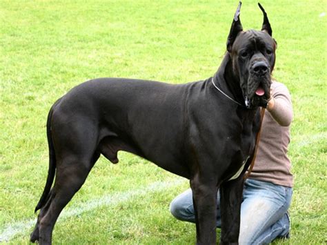 Alani e altri giganti 15 tra le razze di cani più grandi al mondo