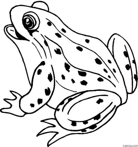 Dinosaur Smile T Rex Coloring Page Turkau