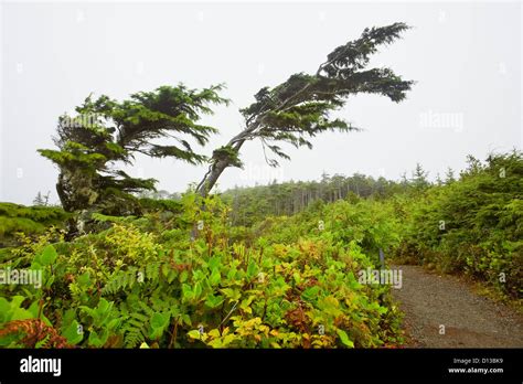 Windblown Trees On The Wild Pacific Trail Ucluelet Vancouver Island