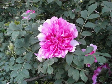 Rose Kostenloses Foto Auf Pixabay Pixabay