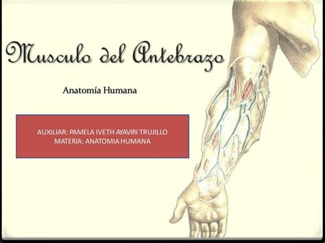 Músculos de Antebrazo 1 RODRIGO SEBASTIAN COLQUE MAMANI uDocz