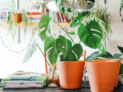 Training Monstera Deliciosa How To Make Them Climb The Healthy
