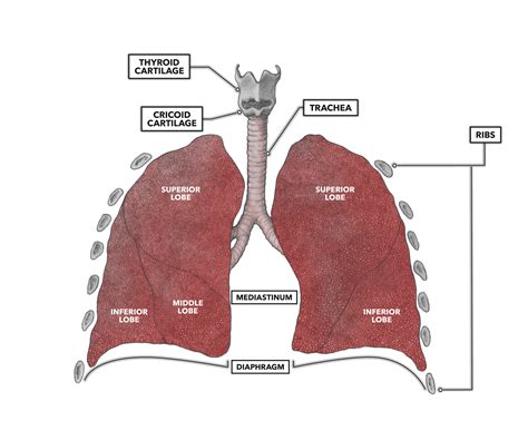 Diagram Of The Lungs With Labels