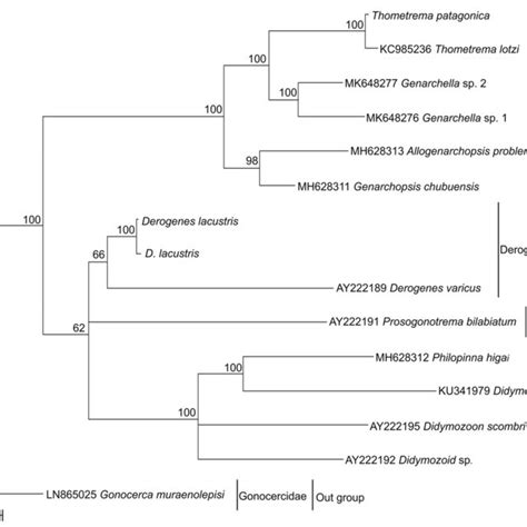 phylogenetic tree of 28s rdna sequences using bayesian mcmc method download scientific diagram