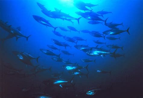 El atún de aleta azul muy apreciado en las cocinas japonesas