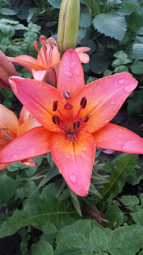 Fria bild Lilja blomma flora trädgård natur sommar pistill