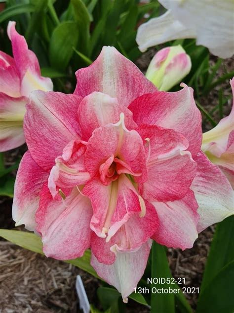 Ghim C A Patsy Lambert Tr N Amaryllis Flowers