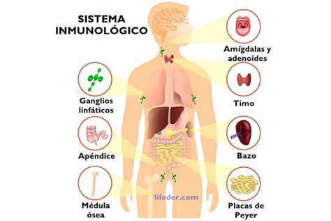 Anatom A Del Sistema Inmunol Gico Bits De Ciencia Oficial