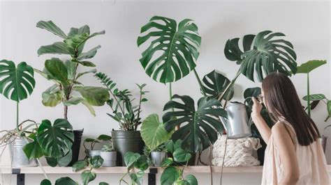 Adiós plagas la planta que debes tener en el jardín para evitar la