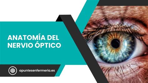 Anatom A Del Nervio Ptico Apuntes Enfermer A