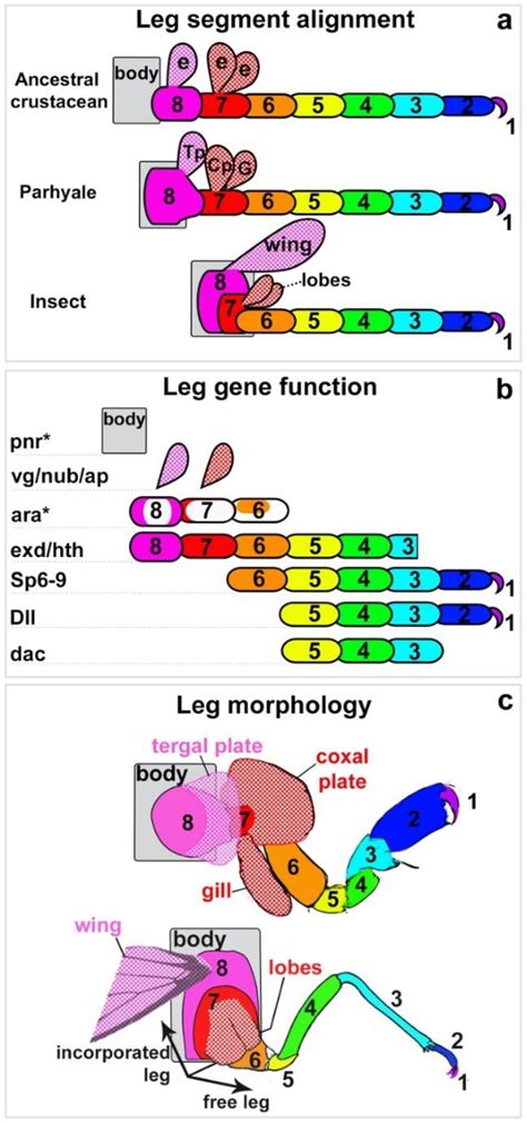 figure 2 from a unified framework to homologize appendage segments across arthropoda semantic