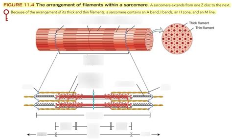 Diagram Of Sarcomere Diagram Quizlet
