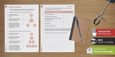 Mitosis And Meiosis Worksheet KS3 Biology Beyond