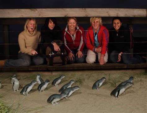 Phillip Island Penguin Parade Wildlife Adventure Tour