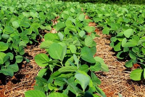 Corteva Agriscience lança dois fungicidas tecnologia Onmira Active