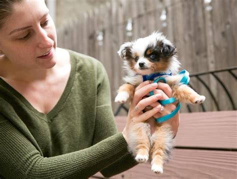 Pin On Cute Puppies