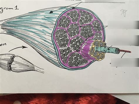Microscopic Anatomy Of Skeletal Muscle Diagram Quizlet