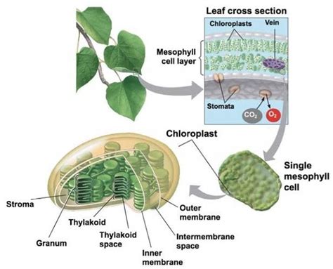 Chloroplast Definition Structure Distribution Function And Diagram