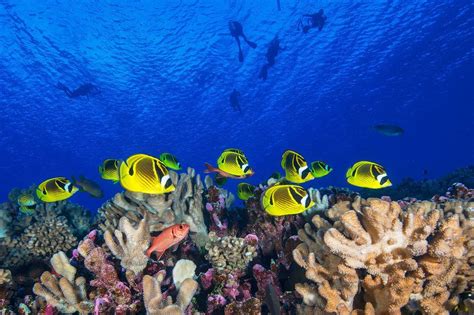 Plan De Emergencia Para Salvar Los Arrecifes De Coral De La Extinci N