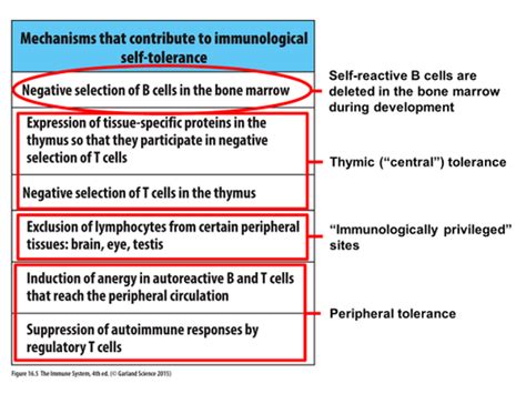 Tolerance And Autoimmunity Flashcards Quizlet